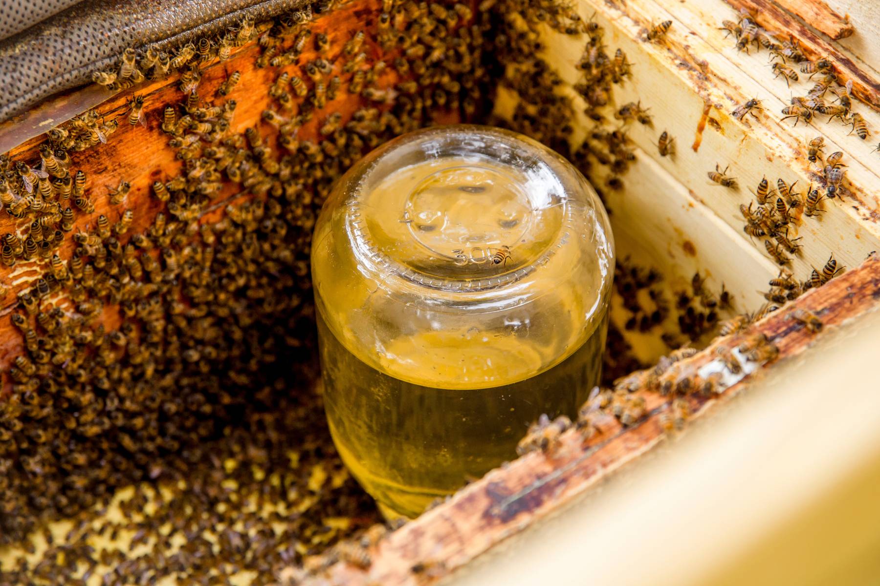 Bee Syrup Recipe for Feeding Mother Earth News